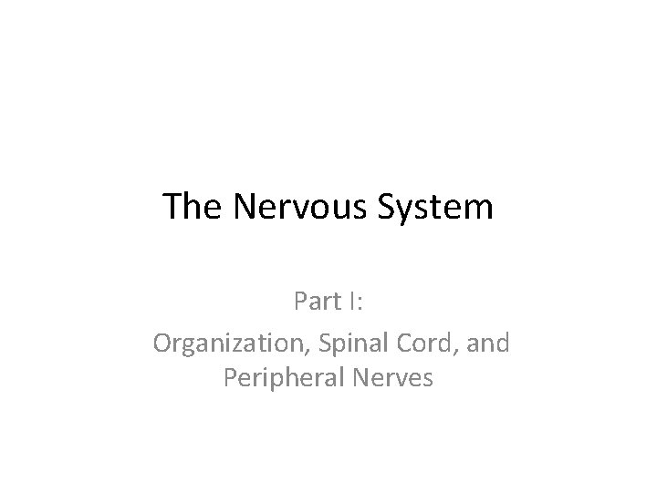 The Nervous System Part I Organization Spinal Cord