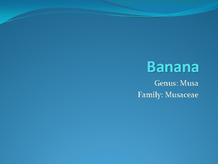 Banana Genus Musa Family Musaceae Musa acuminata Bananas