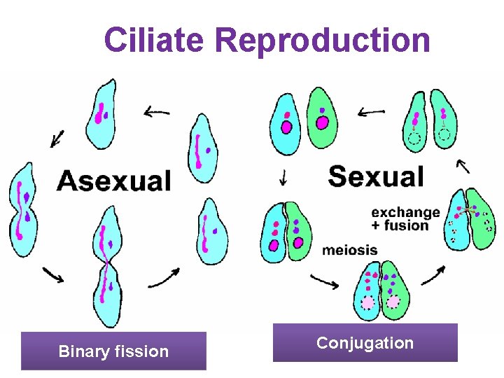 Balantidiasis Subkingdom Protozoa Phylum Phylum Sarcomastigophor ...