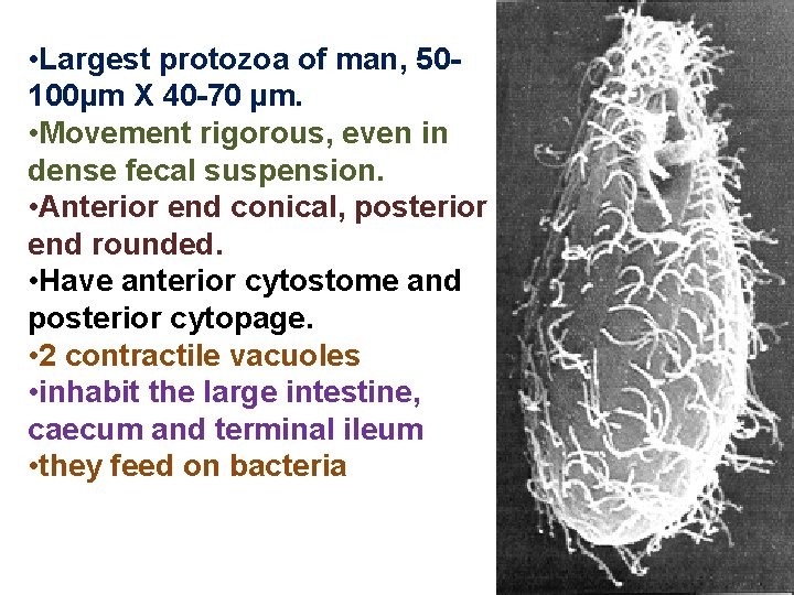 Balantidiasis Subkingdom Protozoa Phylum Phylum Sarcomastigophor ...