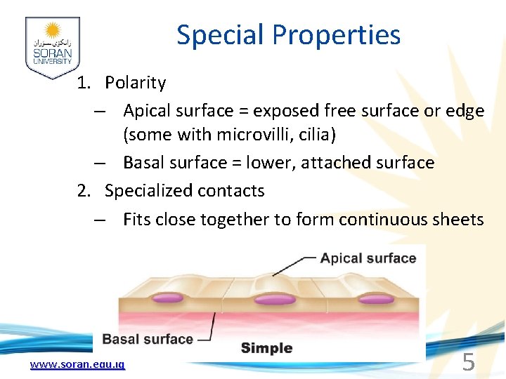 Physiology Epithelial Tissue Behrouz Mahmoudi www soran edu