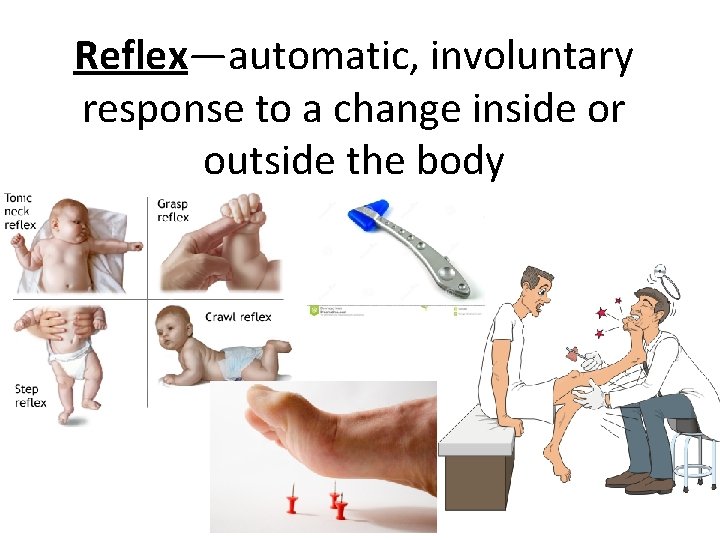 Ganglionknotlike mass or group of nerve cell bodies