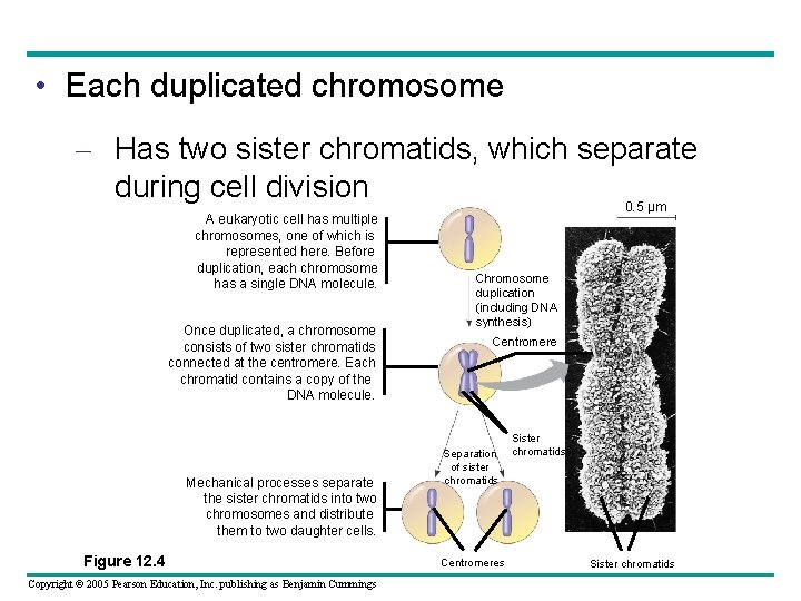 Chapter 12 The Cell Cycle The Nobel Prize