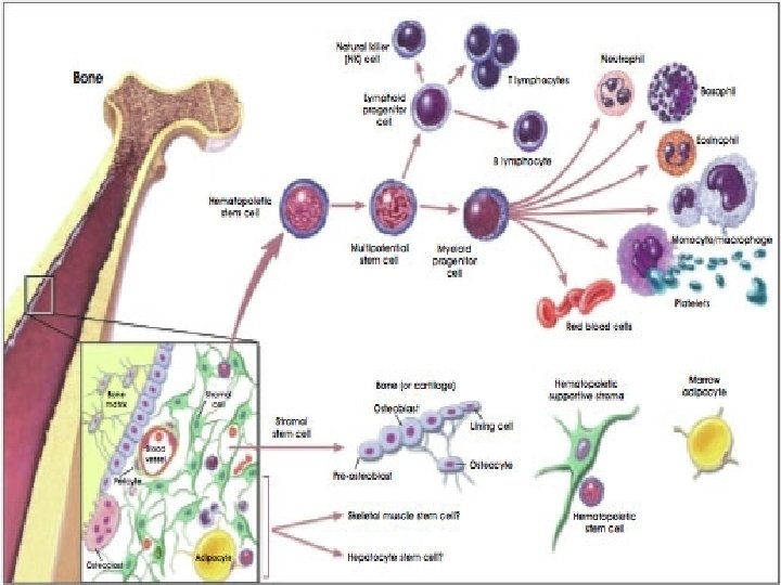 CLULAS MADRE STEM CELLS Primero aclaremos algunos conceptos