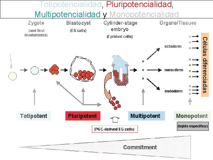 CLULAS MADRE STEM CELLS Primero aclaremos algunos conceptos