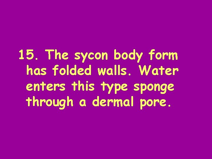 1 Phylum Porifera sponges Characteristics Asymmetrical They have
