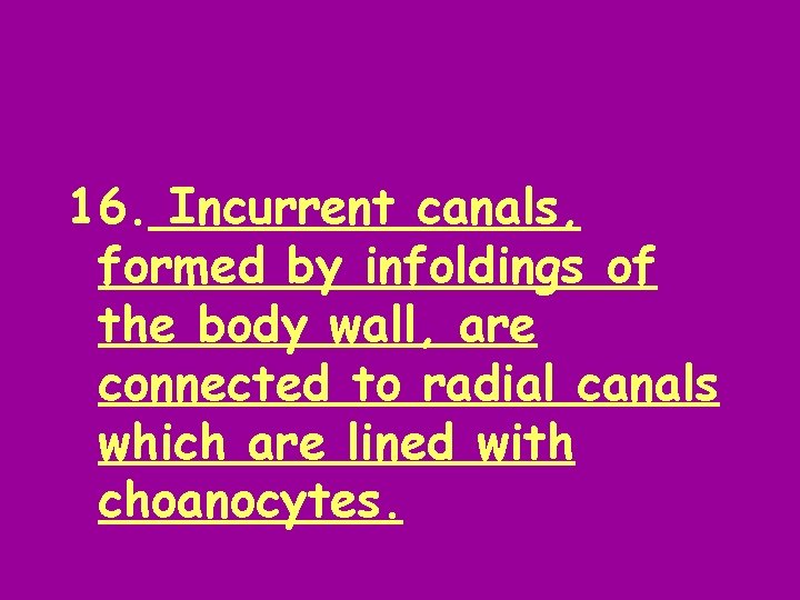 1 Phylum Porifera sponges Characteristics Asymmetrical They have