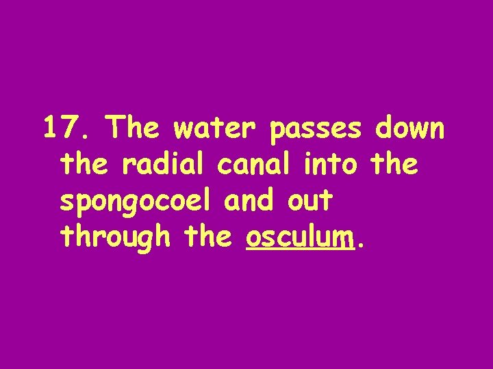 1 Phylum Porifera sponges Characteristics Asymmetrical They have