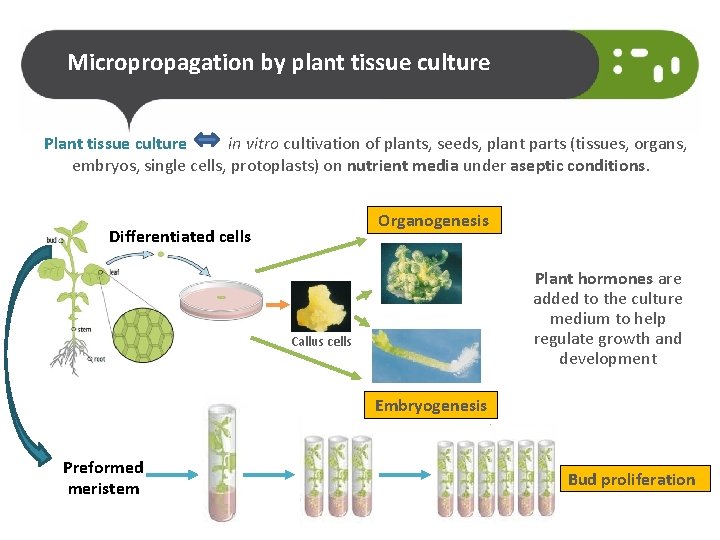 Micropropagation Using micro techniques for large scale plant