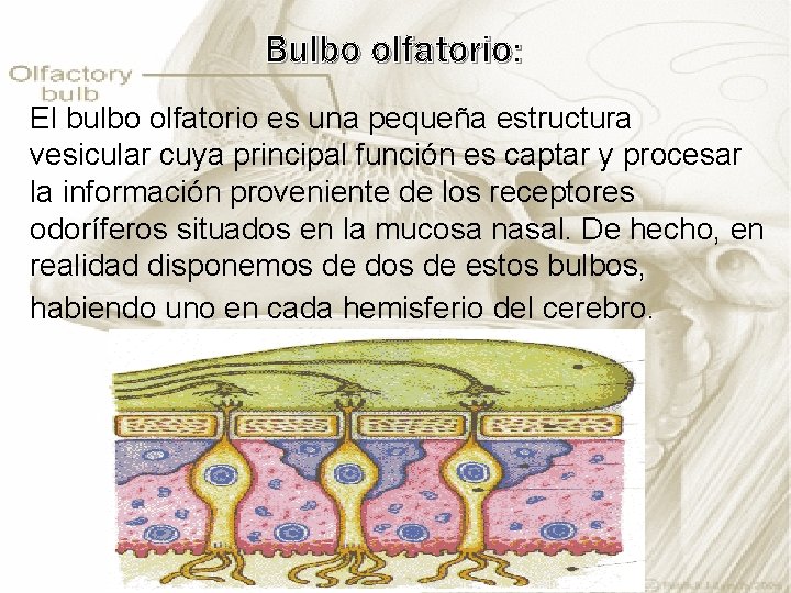 Anlisis sensorial Instructora Natalia Cucaita EL SENTIDO DEL