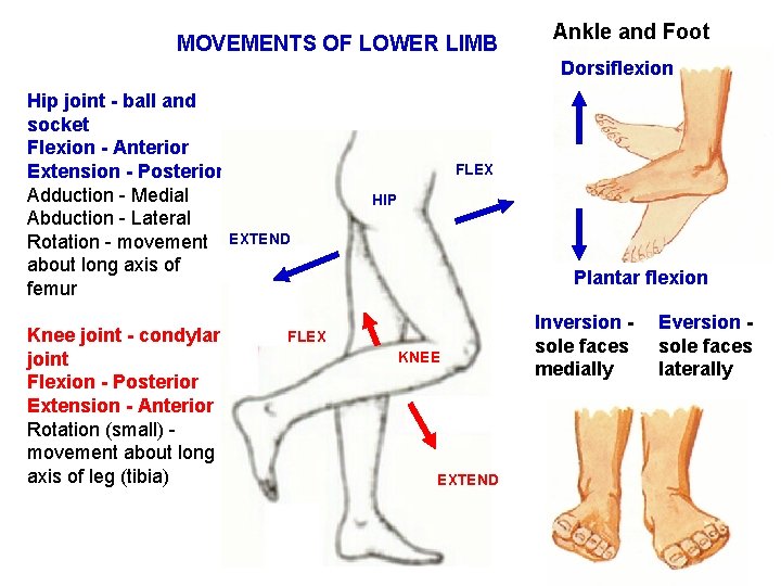 REVIEW OF LOWER EXTREMITY FOR BOARD EXAMS 2014