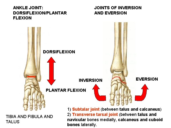 REVIEW OF LOWER EXTREMITY FOR BOARD EXAMS 2014