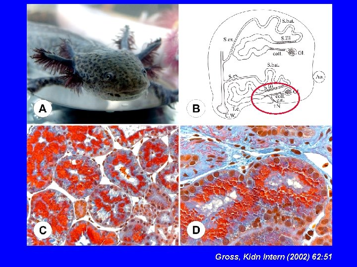Microalbuminuria pathogenesis and clinical implications Eberhard Ritz ...