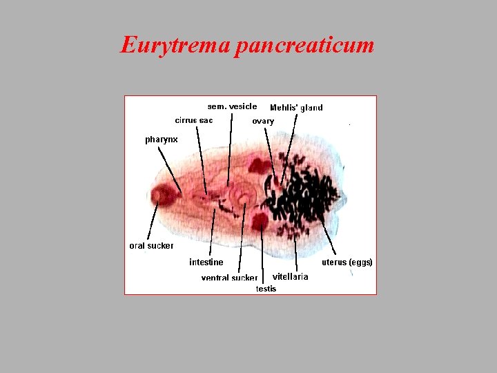 Trematode of Ruminant Trematode of Ruminant Family Fasciolidae