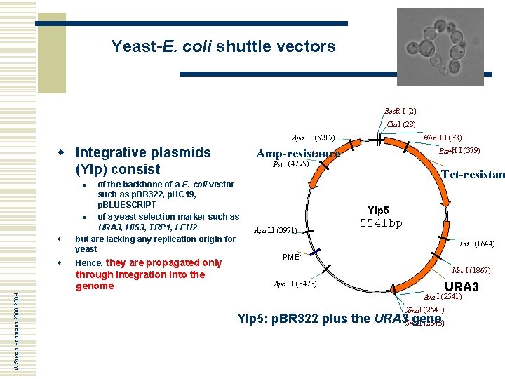 YEAST MOLECULAR GENETICS A Yeast genetics nomenclature w