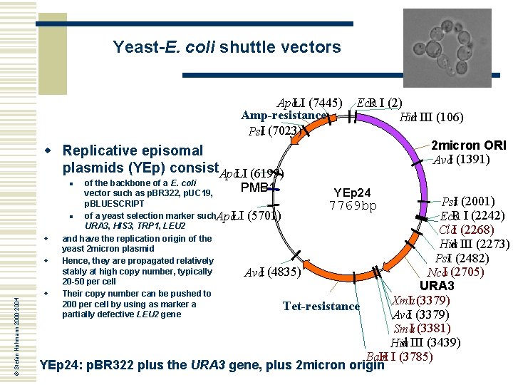 YEAST MOLECULAR GENETICS A Yeast genetics nomenclature w