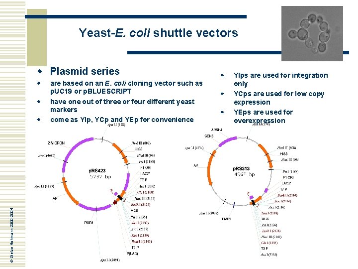YEAST MOLECULAR GENETICS A Yeast genetics nomenclature w