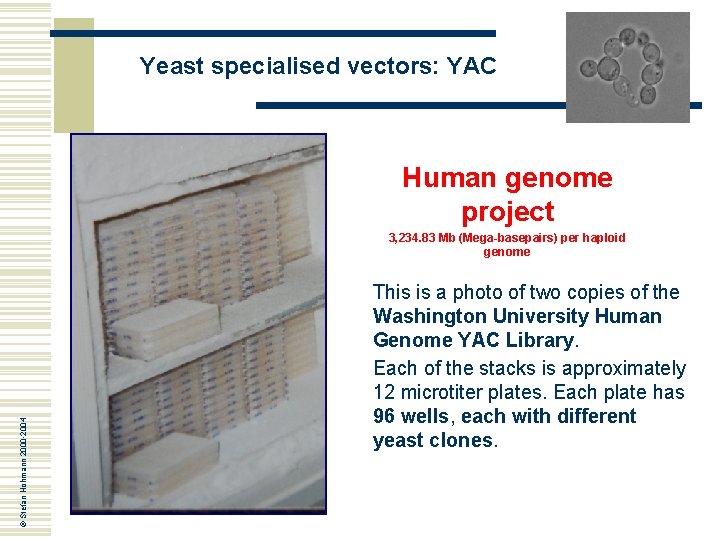 YEAST MOLECULAR GENETICS A Yeast genetics nomenclature w