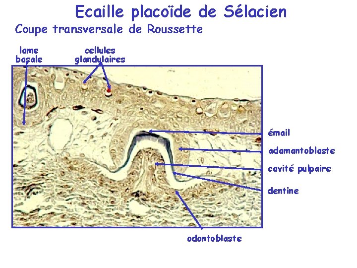 Coupe transversale de Lombric vaisseau dorsal typhlosolis piderme