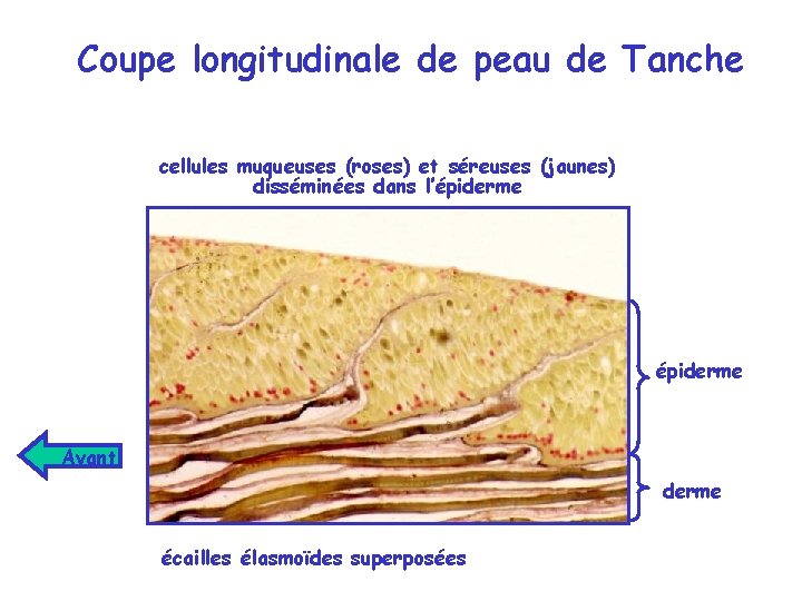 Coupe transversale de Lombric vaisseau dorsal typhlosolis piderme