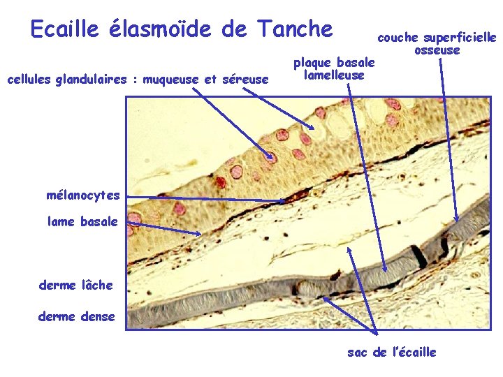 Coupe transversale de Lombric vaisseau dorsal typhlosolis piderme