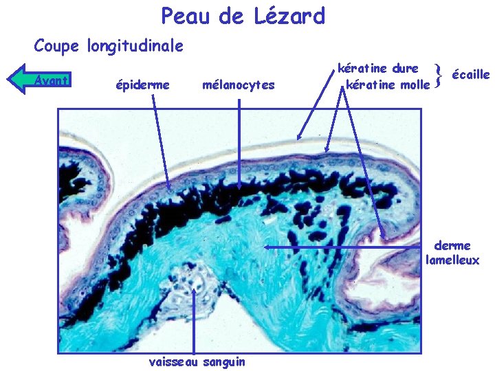 Coupe transversale de Lombric vaisseau dorsal typhlosolis piderme