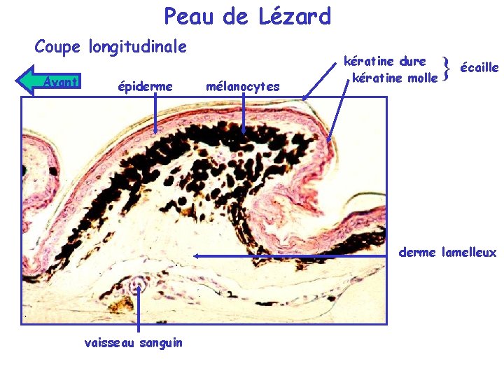 Coupe transversale de Lombric vaisseau dorsal typhlosolis piderme