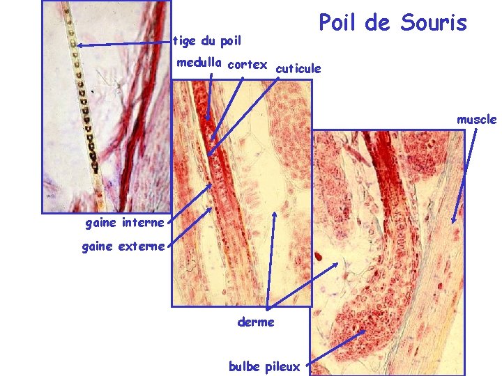 Coupe transversale de Lombric vaisseau dorsal typhlosolis piderme