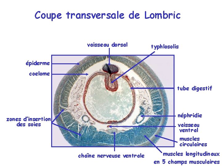 Coupe transversale de Lombric vaisseau dorsal typhlosolis piderme