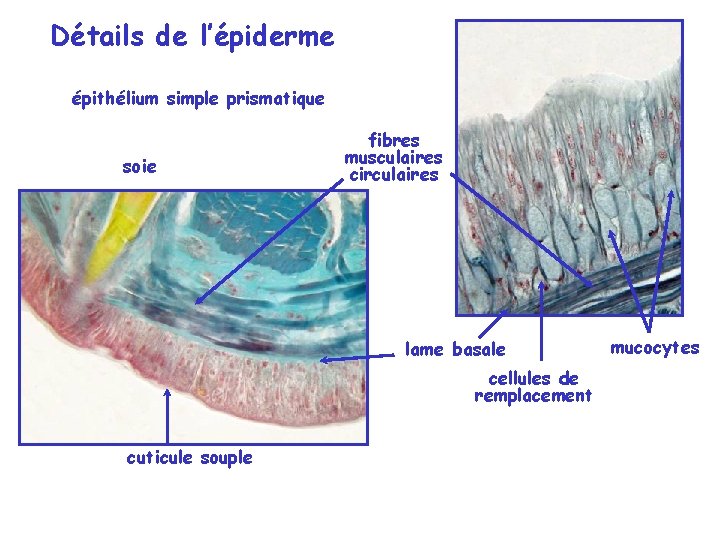 Coupe transversale de Lombric vaisseau dorsal typhlosolis piderme