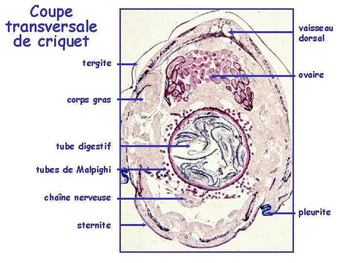 Coupe transversale de Lombric vaisseau dorsal typhlosolis piderme