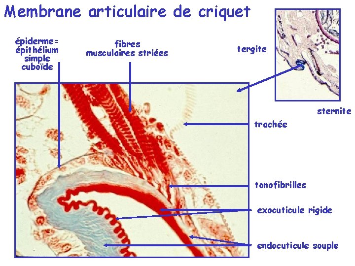 Coupe transversale de Lombric vaisseau dorsal typhlosolis piderme