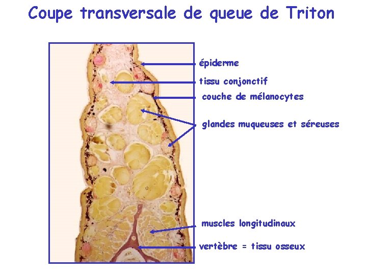 Coupe transversale de Lombric vaisseau dorsal typhlosolis piderme