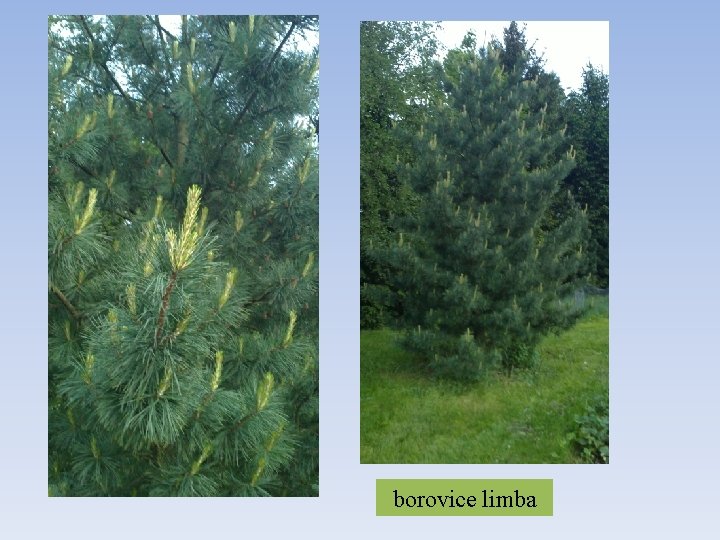 DIGITLN UEBN MATERIL slo projektu CZ 1 071