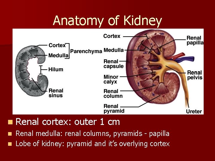 Kidney Functions n n n n Filters blood