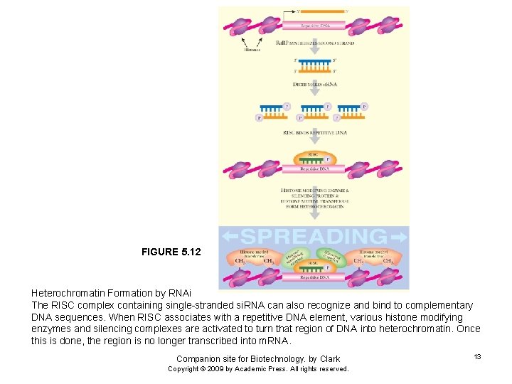Chapter 5 RNABased technology 1 Antisense RNA 2