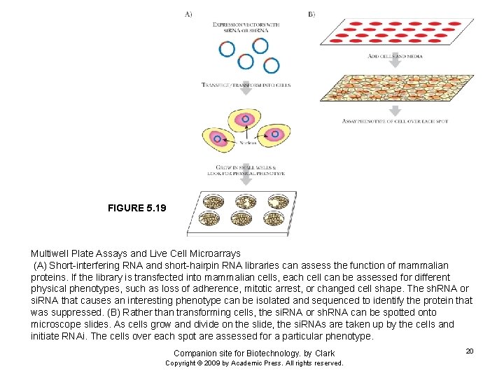 Chapter 5 RNABased technology 1 Antisense RNA 2