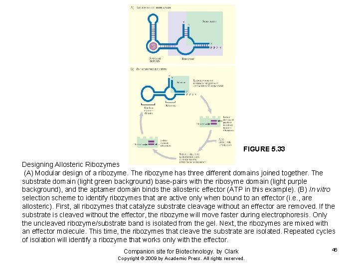 Chapter 5 RNABased technology 1 Antisense RNA 2
