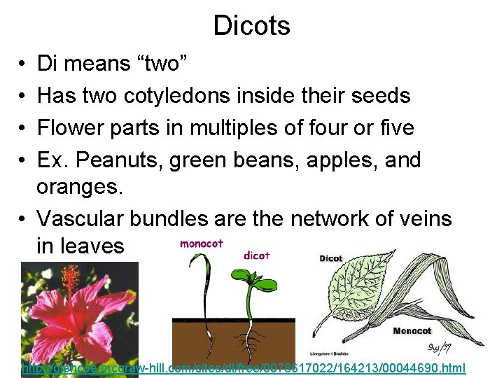 An Overview of Plants Characteristics Range in size