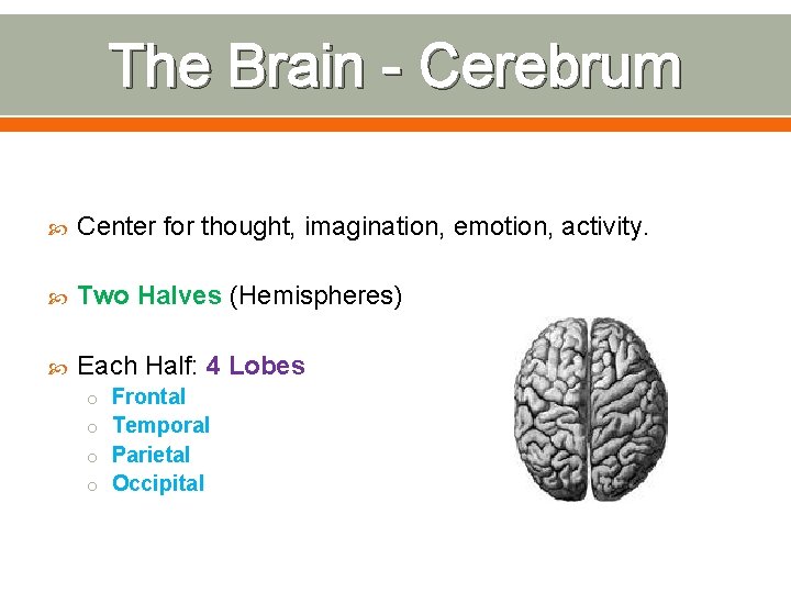 The Human Body Systems The Nervous System The