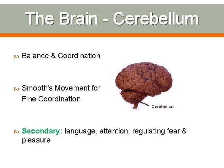 The Human Body Systems The Nervous System The
