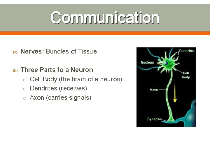 The Human Body Systems The Nervous System The
