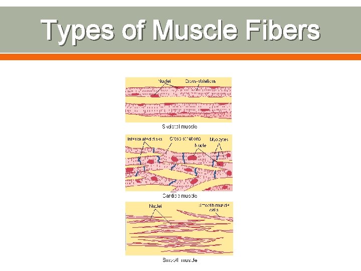 The Human Body Systems The Nervous System The