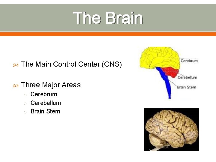 The Human Body Systems The Nervous System The