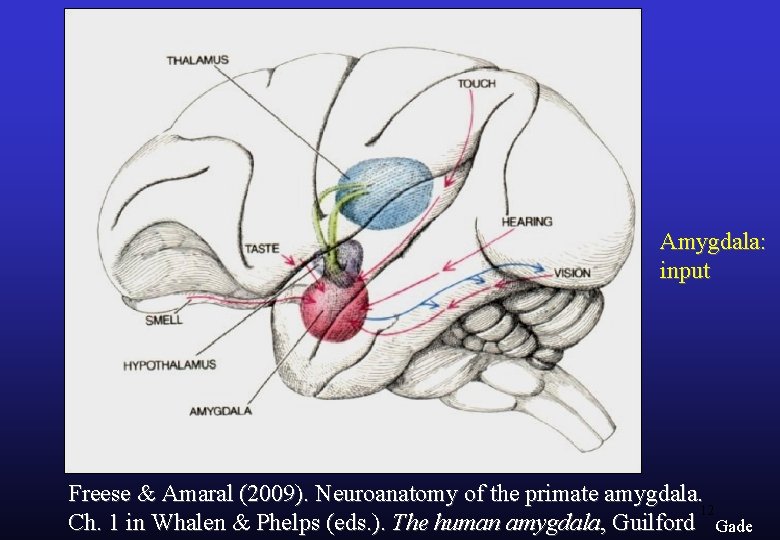 Emotioner isr frygt amygdala og det limbiske system