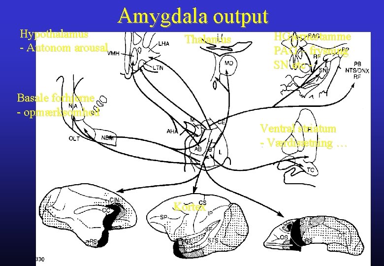 Emotioner isr frygt amygdala og det limbiske system