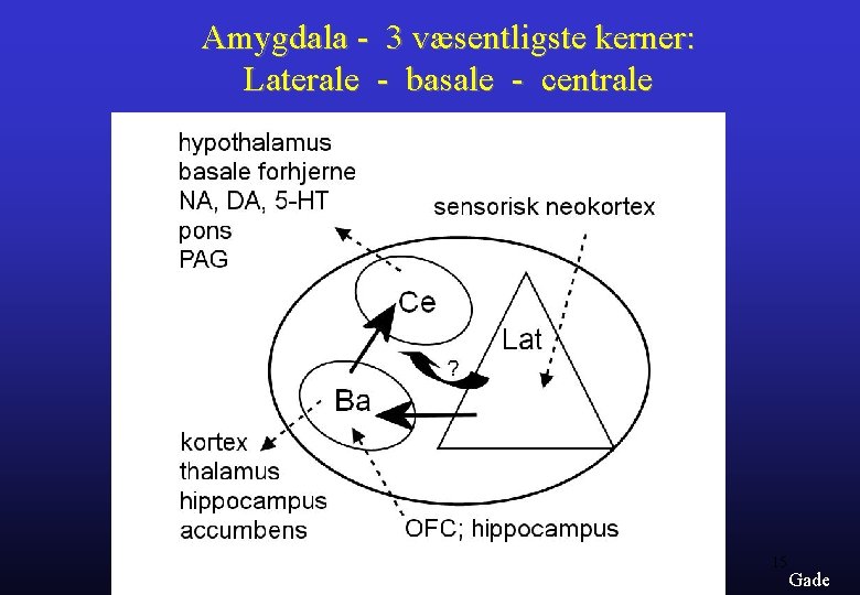 Emotioner isr frygt amygdala og det limbiske system