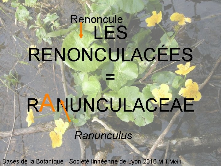 Renoncule LES RENONCULACES RANUNCULACEAE Ranunculus Bases de la
