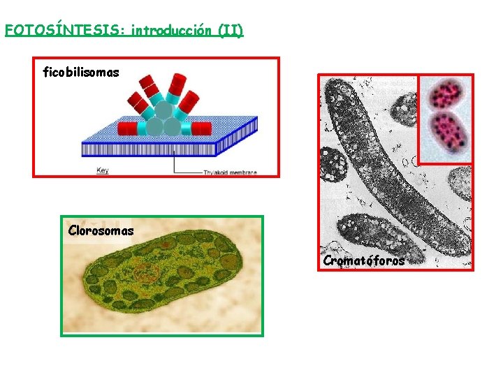 METABOLISMO ANABOLISMO RUTAS ANABLICAS GLUCONEOGNESIS Citosol En mamferos