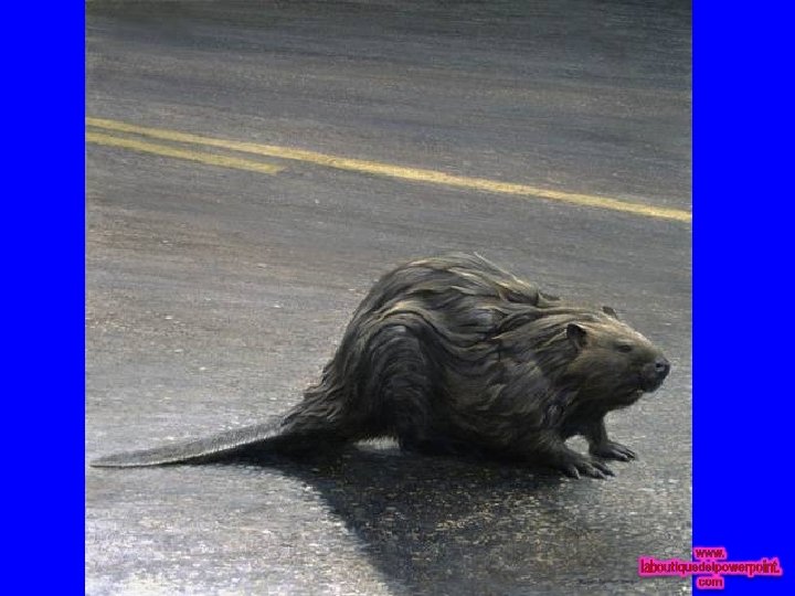 CASTORES Por JOSE LUIS Si el castor es